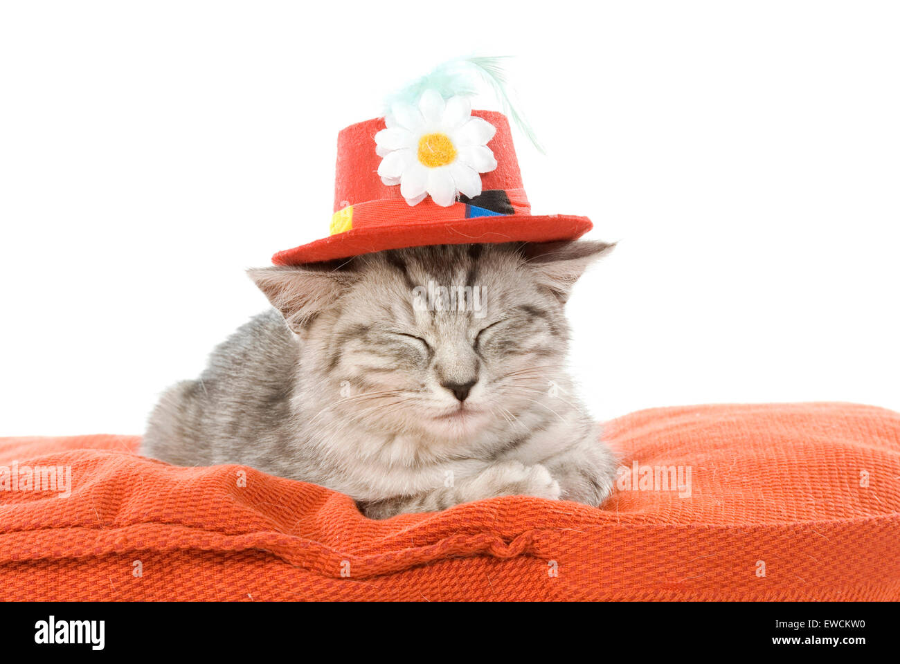 Domestic cat. Juvenile tabby tomcat sleeping with a hat on its head ...