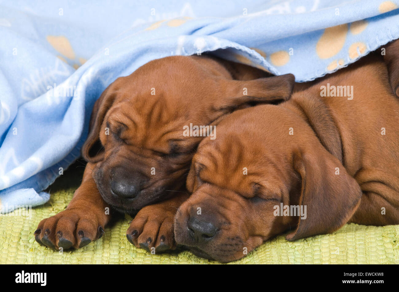 Rhodesian Ridgeback. Two puppies sleeping under an blanket Stock Photo ...