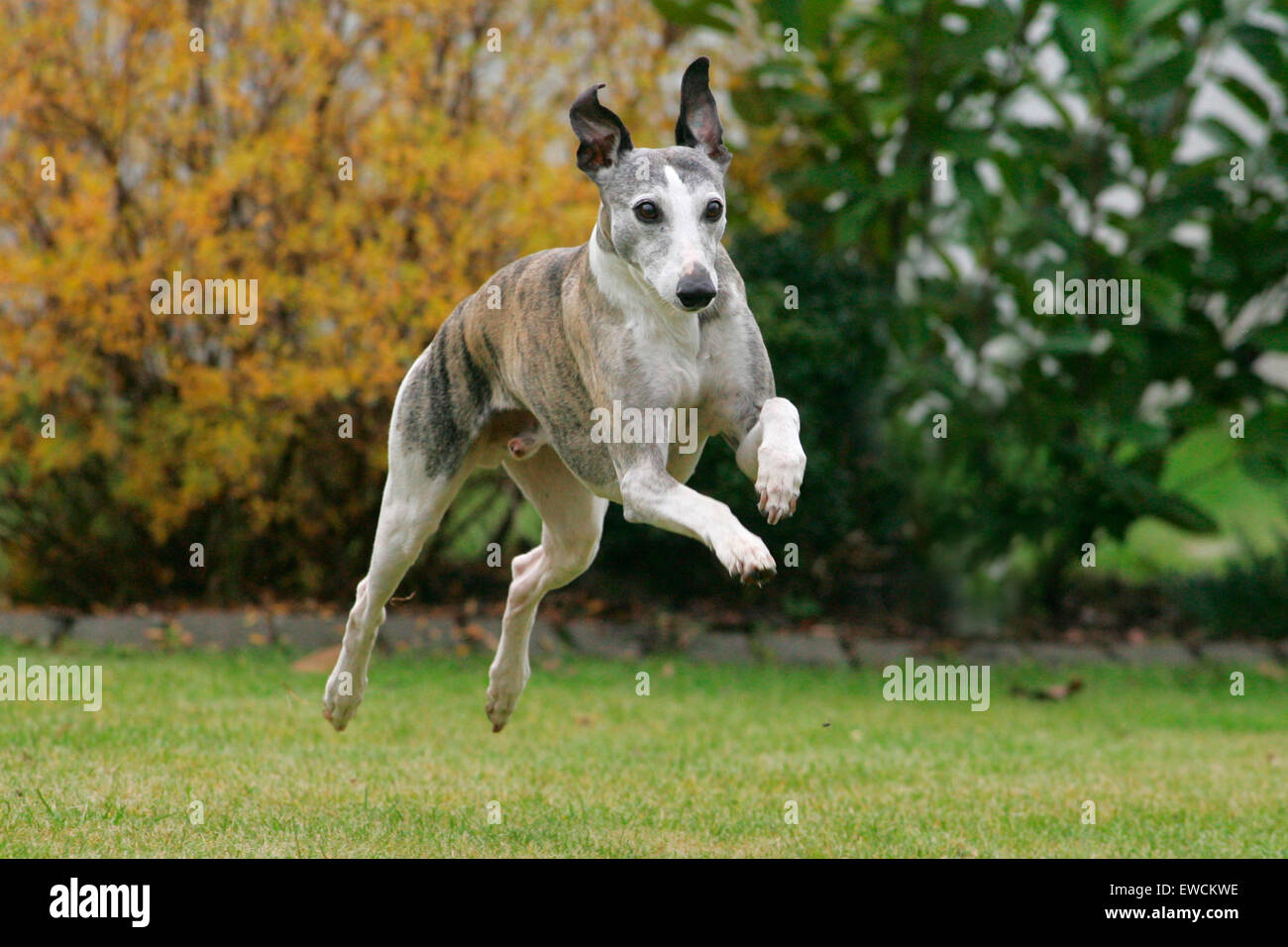 English Whippet. Adult dog running on a lawn. Germany Stock Photo - Alamy