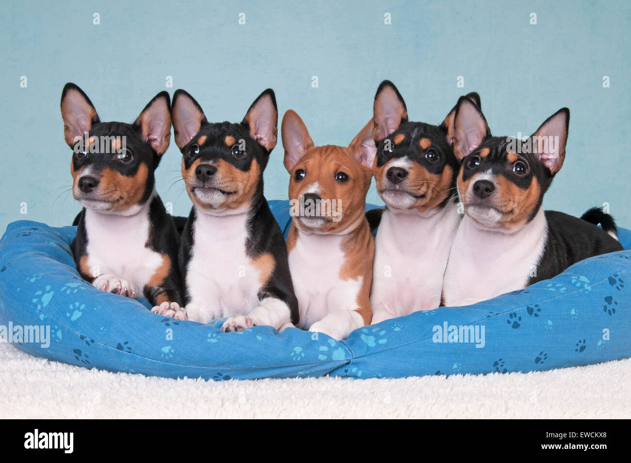 Basenji. Five puppies (7 weeks old) lying next to each other on a pet ...