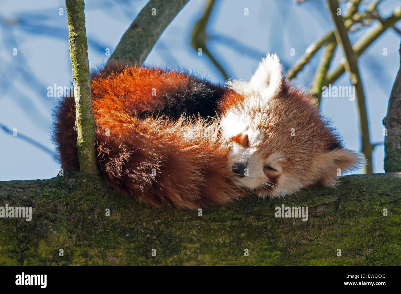Lesser Panda, Red Panda (Ailurus fulgens) sleeping on a branch. Zoo ...