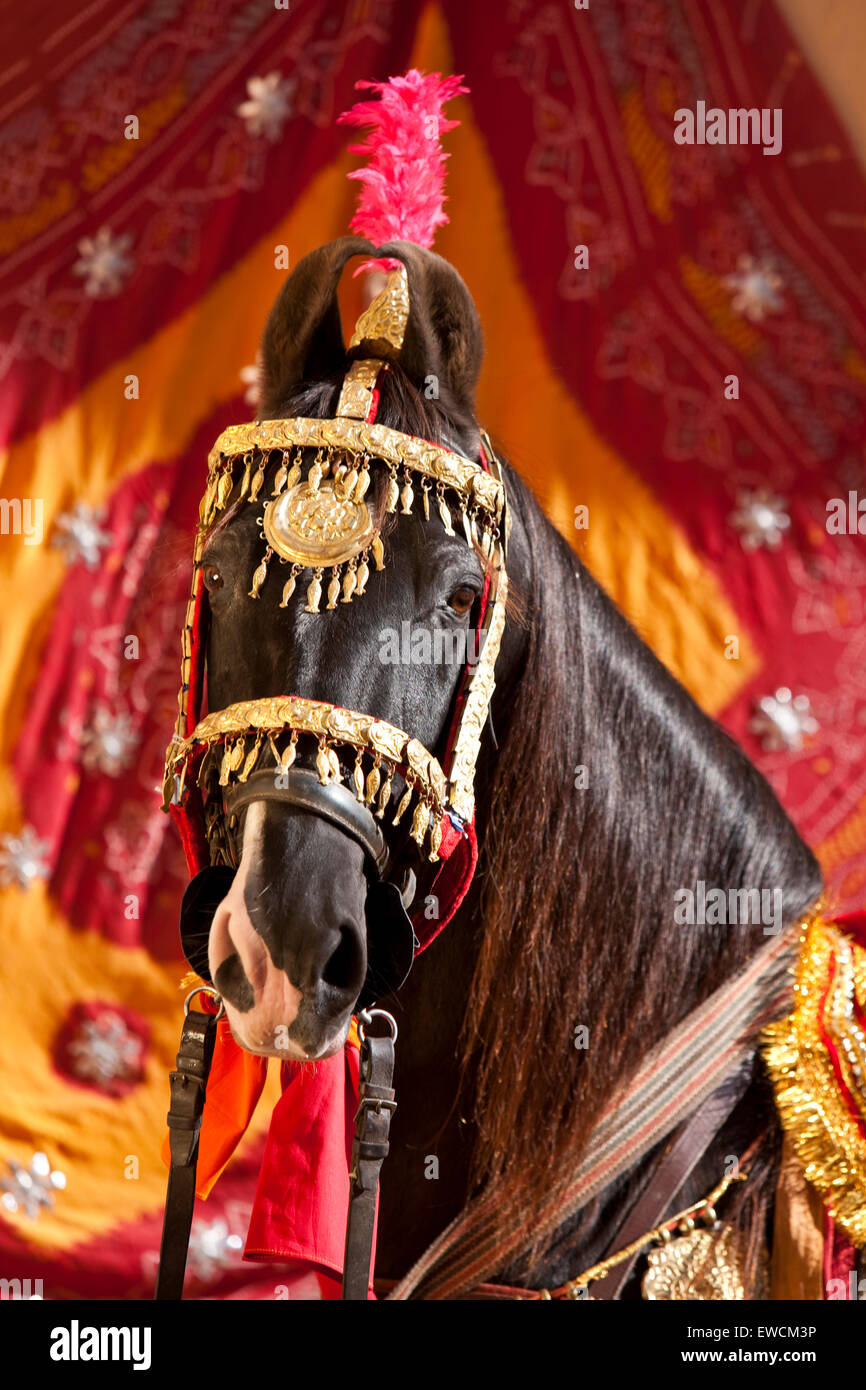 Marwari Horse. Portrait of black stallion decorated with colourful ...