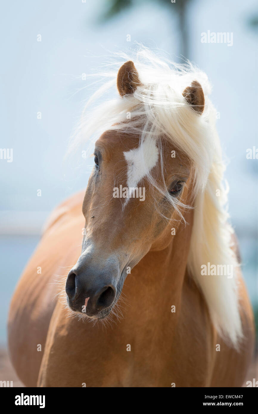 Haflinger horse equus hi-res stock photography and images - Alamy