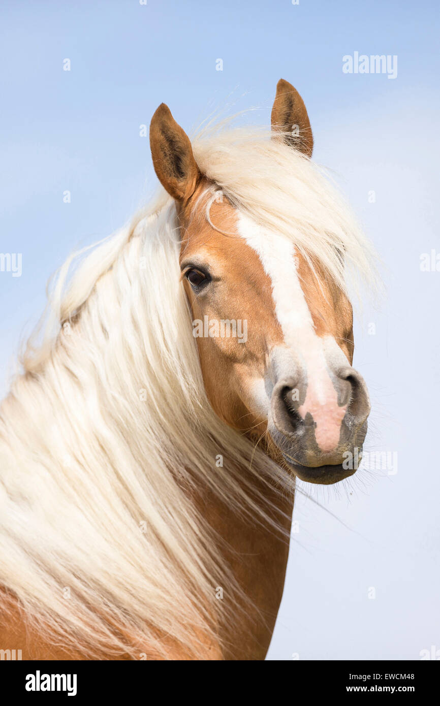 Haflinger Horse. Portrait of chestnut gelding. Germany Stock Photo - Alamy