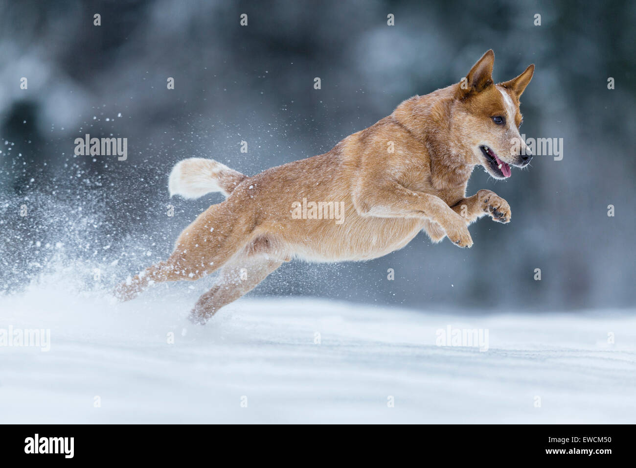 Australian Cattle Dog. Adult dog running on snow. Germany Stock Photo ...