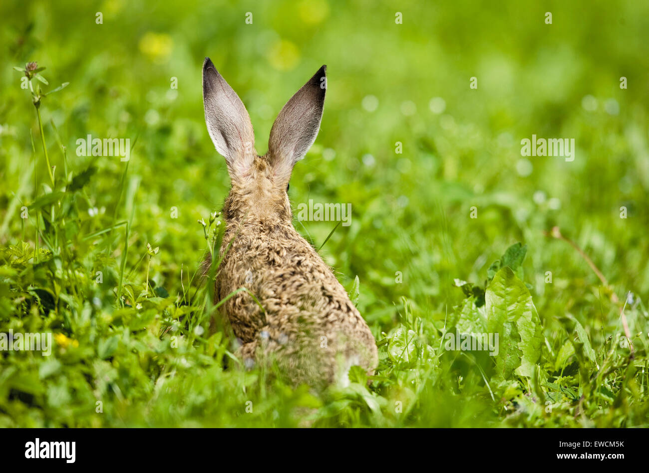 European Brown Hare (Lepus europaeus). Leveret on a meadow, seen from ...