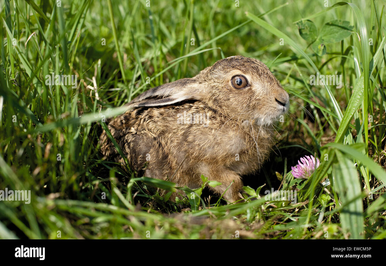 European Brown Hare (Lepus europaeus). Timid leveret on a meadow ...