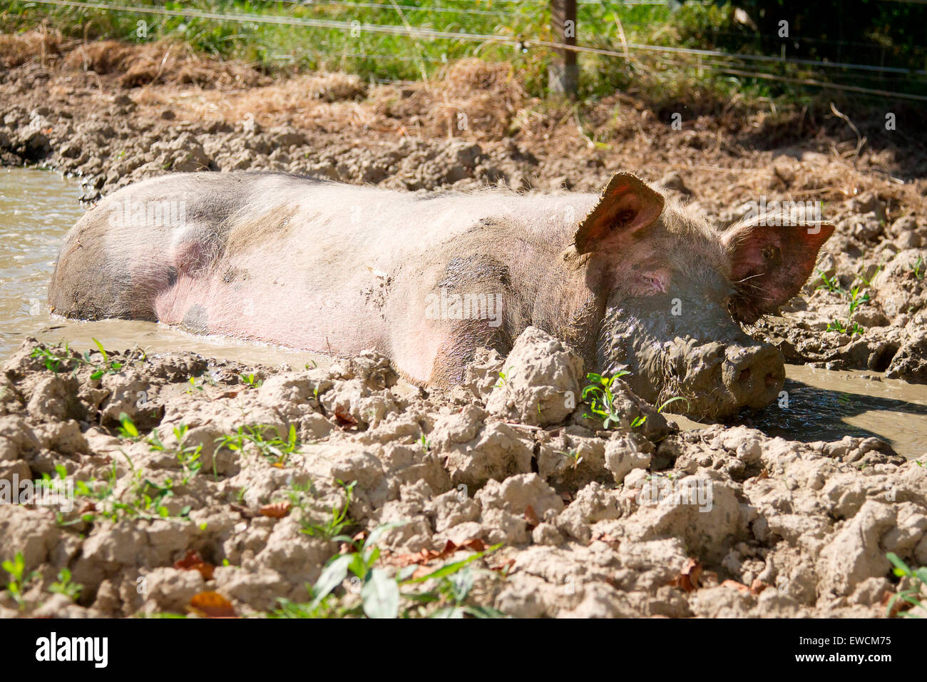 Domestic pig sleeping in a wallow. Germany Stock Photo - Alamy
