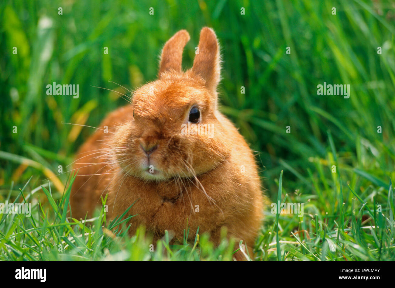 Rabbit in meadow hi-res stock photography and images - Alamy