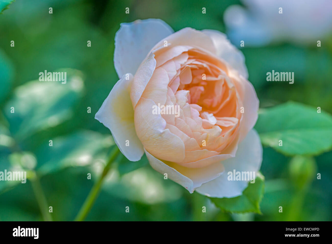 Genus rosa hi-res stock photography and images - Alamy