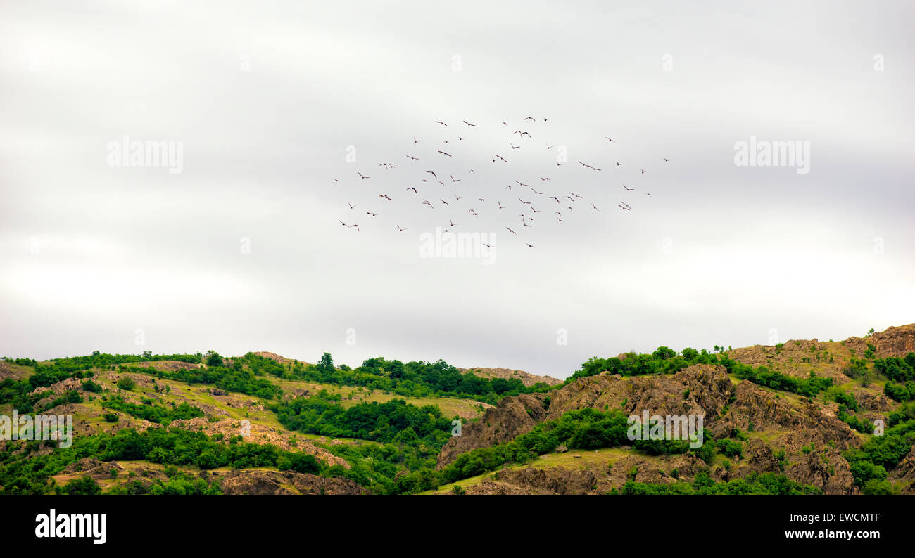 Flock birds in snow hi-res stock photography and images - Alamy