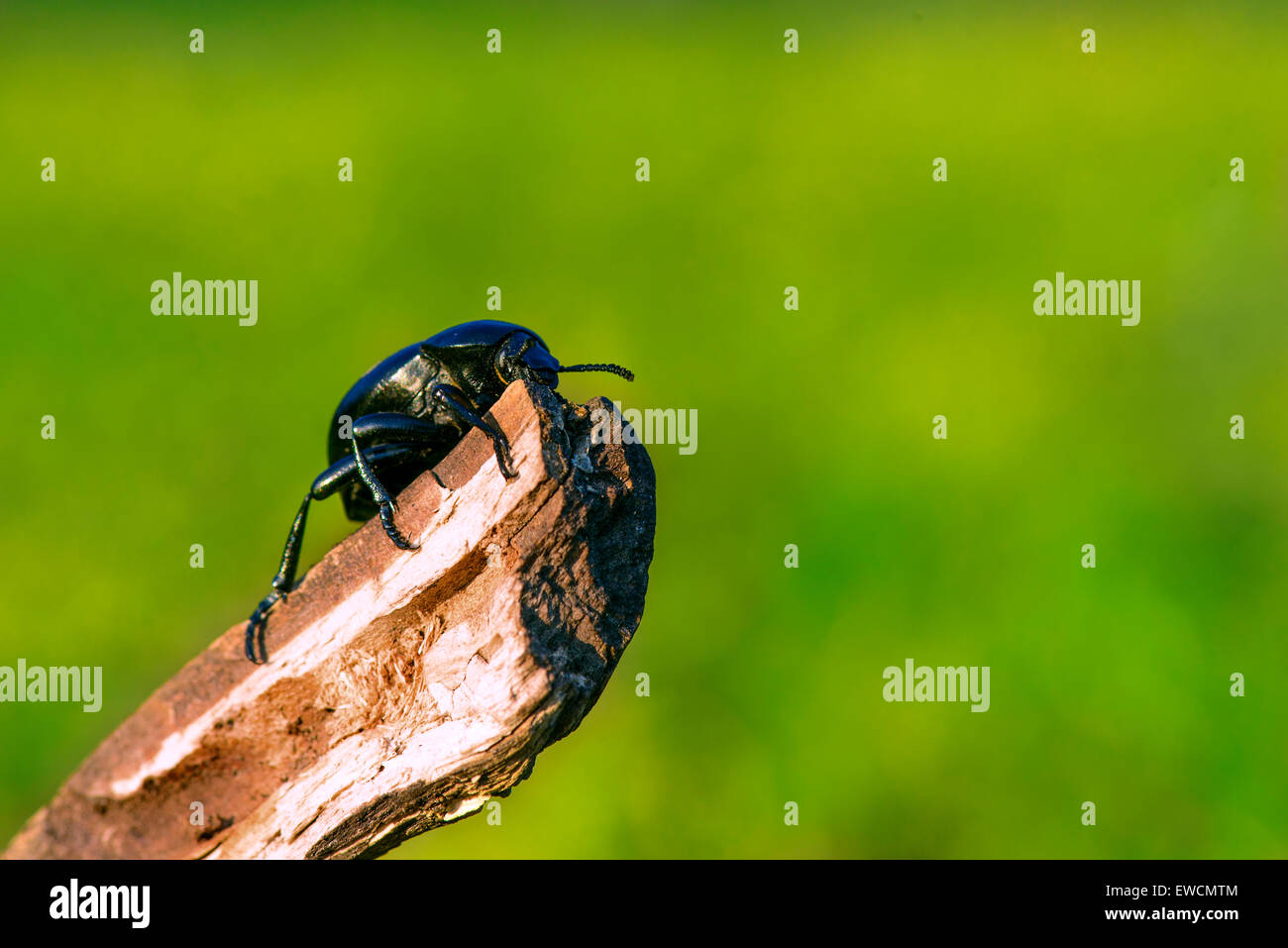 Stick side view hi-res stock photography and images - Alamy