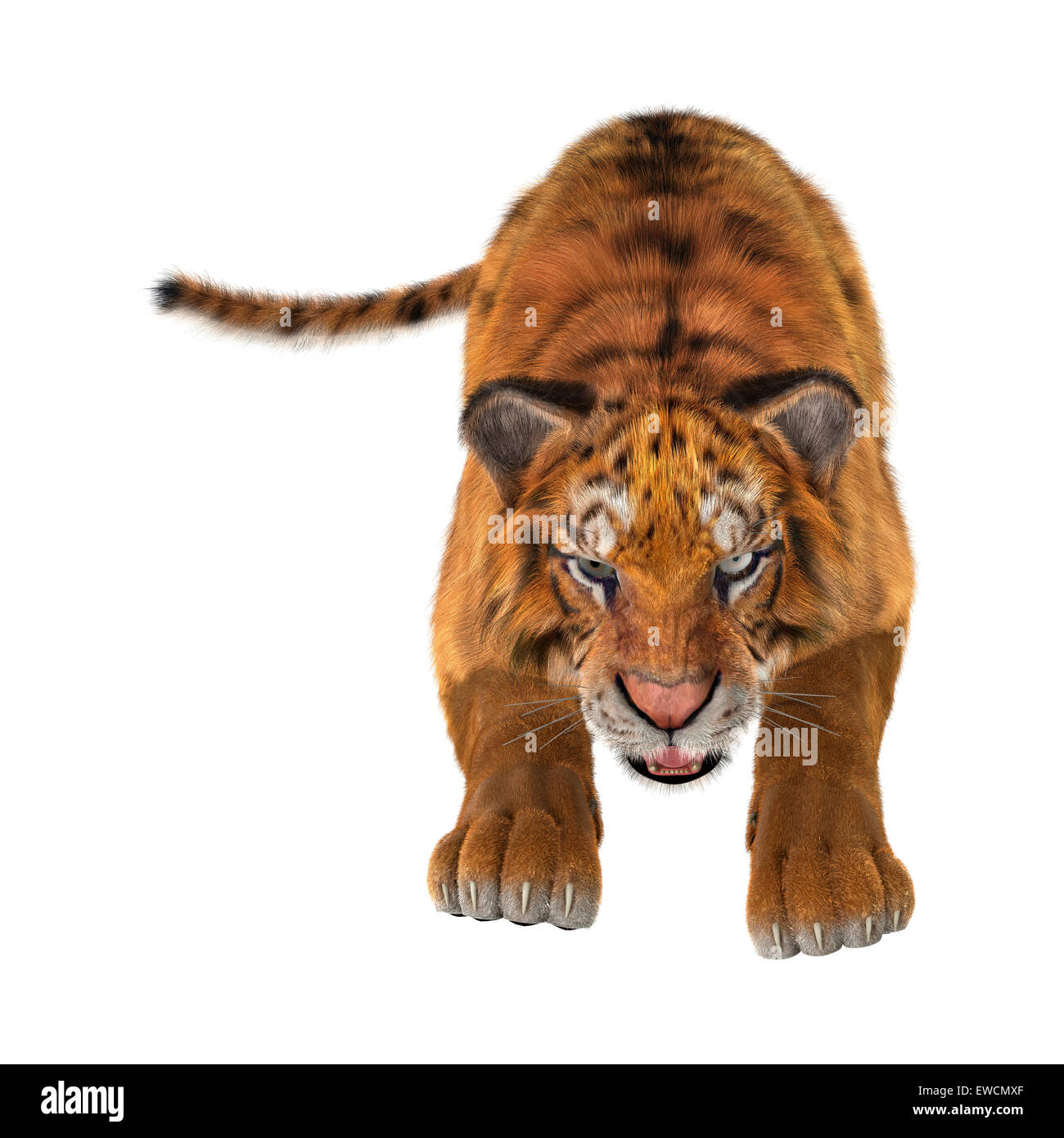 3D digital render of a tiger hunting isolated on white background Stock ...
