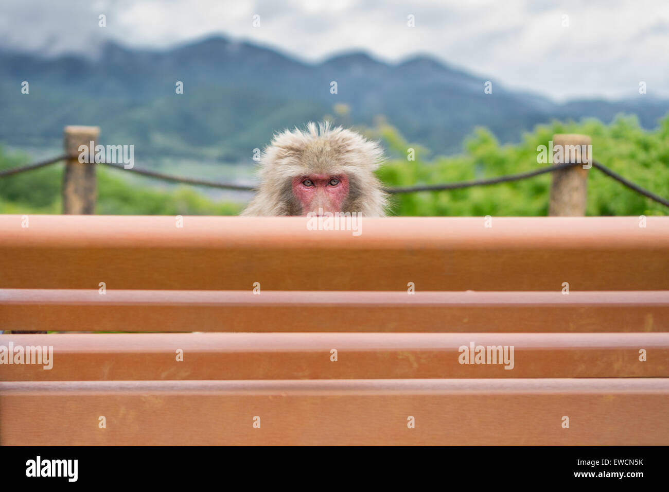 Monkey over bench Stock Photo - Alamy