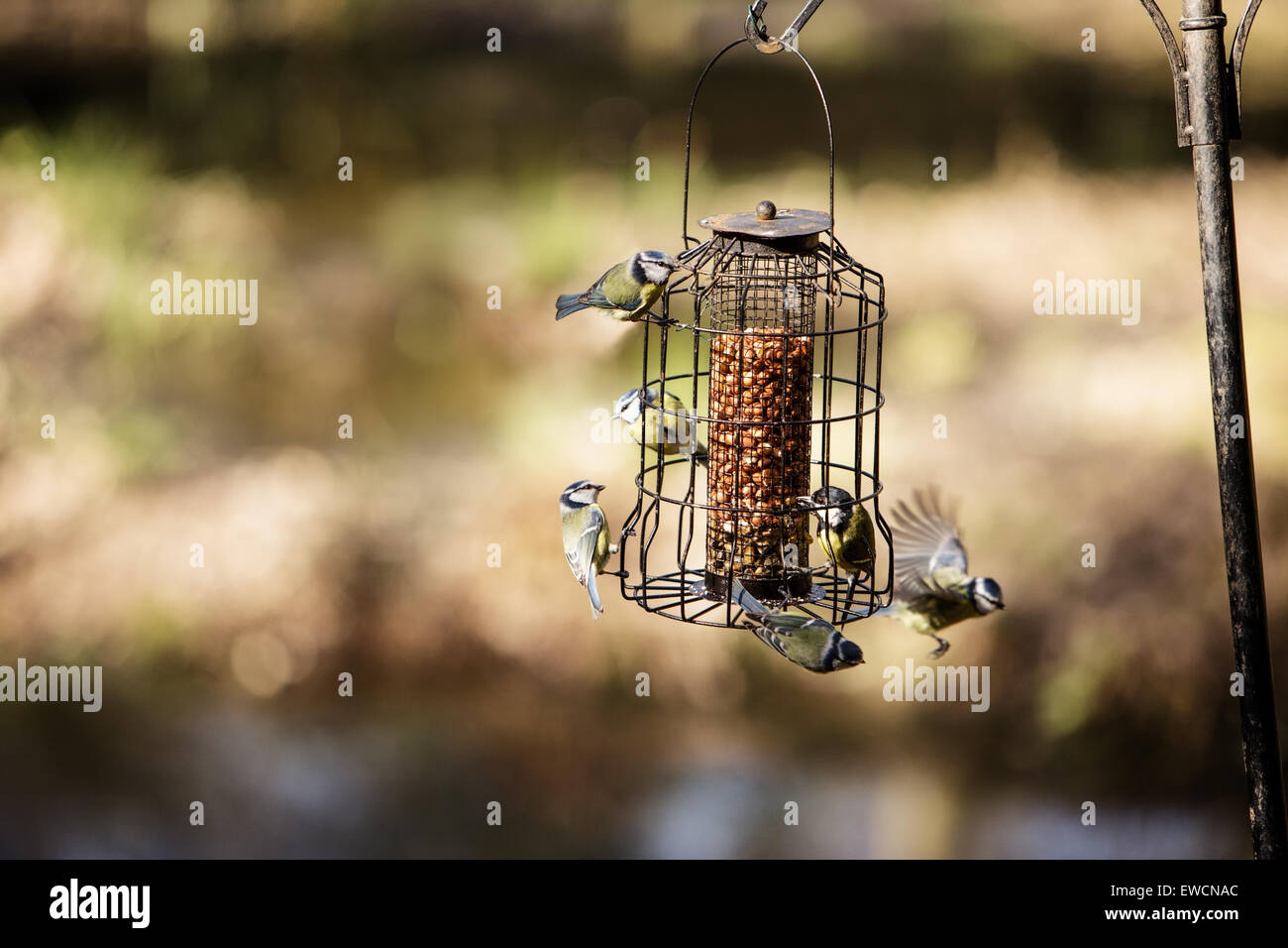 birds eating at a bird feeding set up in the woods Stock Photo - Alamy