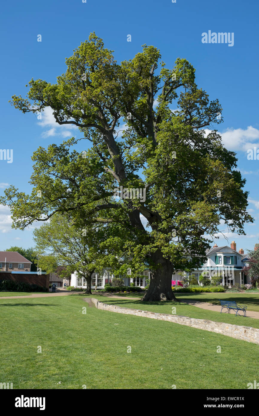 Old english oak tree hi-res stock photography and images - Alamy