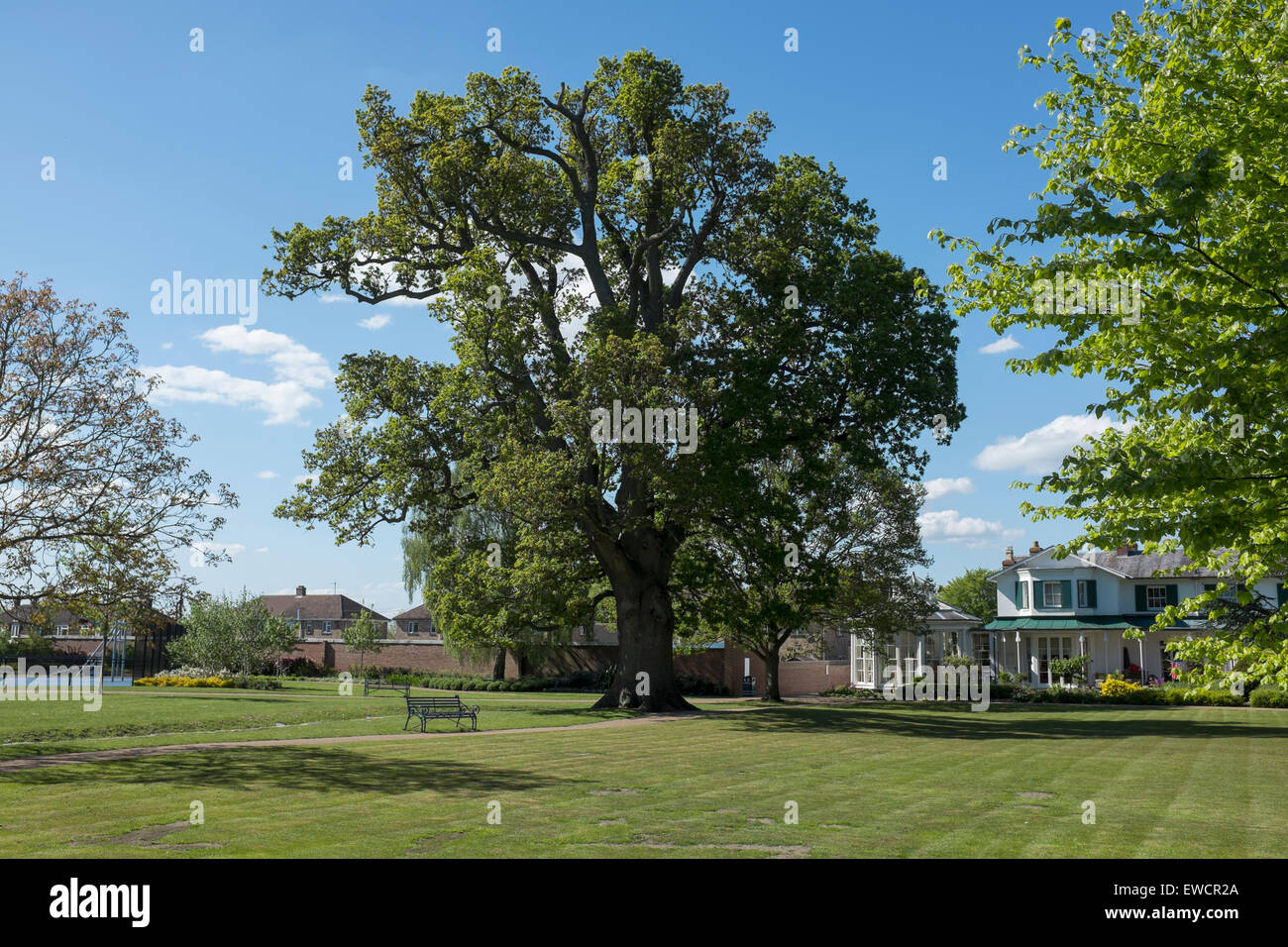 The Old English Oak Tree in Hillworth Park Devizes Stock Photo - Alamy