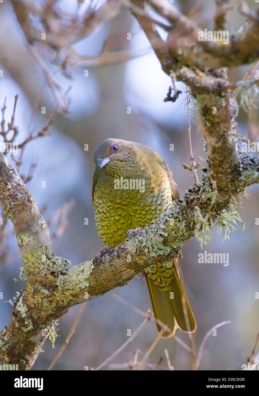 Female Satin Bowerbird (Ptilonorhynchus violaceus) in the Blue Mountains, NSW, Australia Stock ...