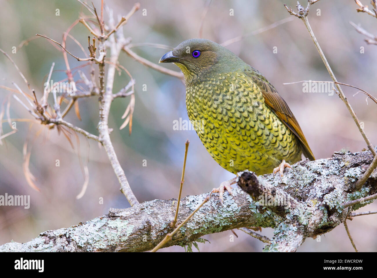 Female Satin Bowerbird (Ptilonorhynchus violaceus) in the Blue Mountains, NSW, Australia Stock ...