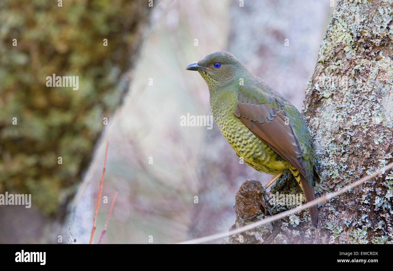 Female Satin Bowerbird (Ptilonorhynchus violaceus) in the Blue Mountains, NSW, Australia Stock ...