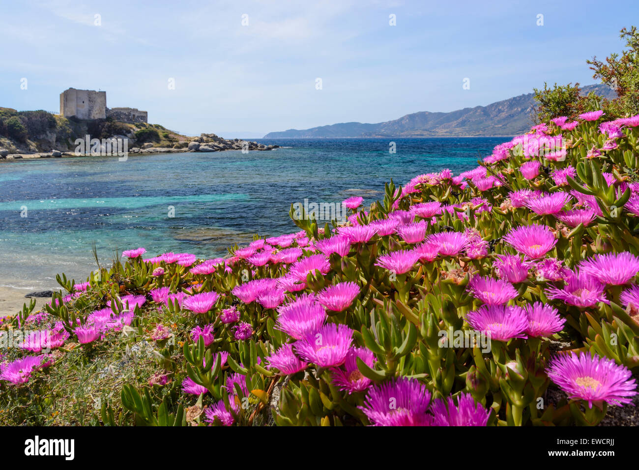 Sally my handsome plant hi-res stock photography and images - Alamy