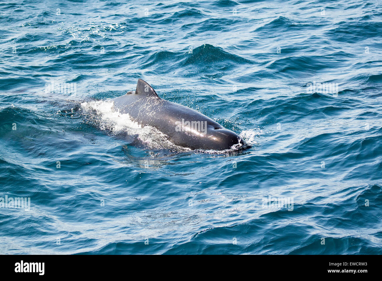 Long finned pilot whale hi-res stock photography and images - Alamy