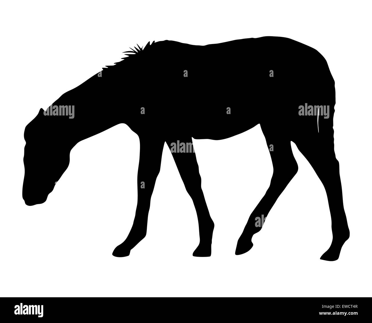 Coalt on white Stock Photo - Alamy