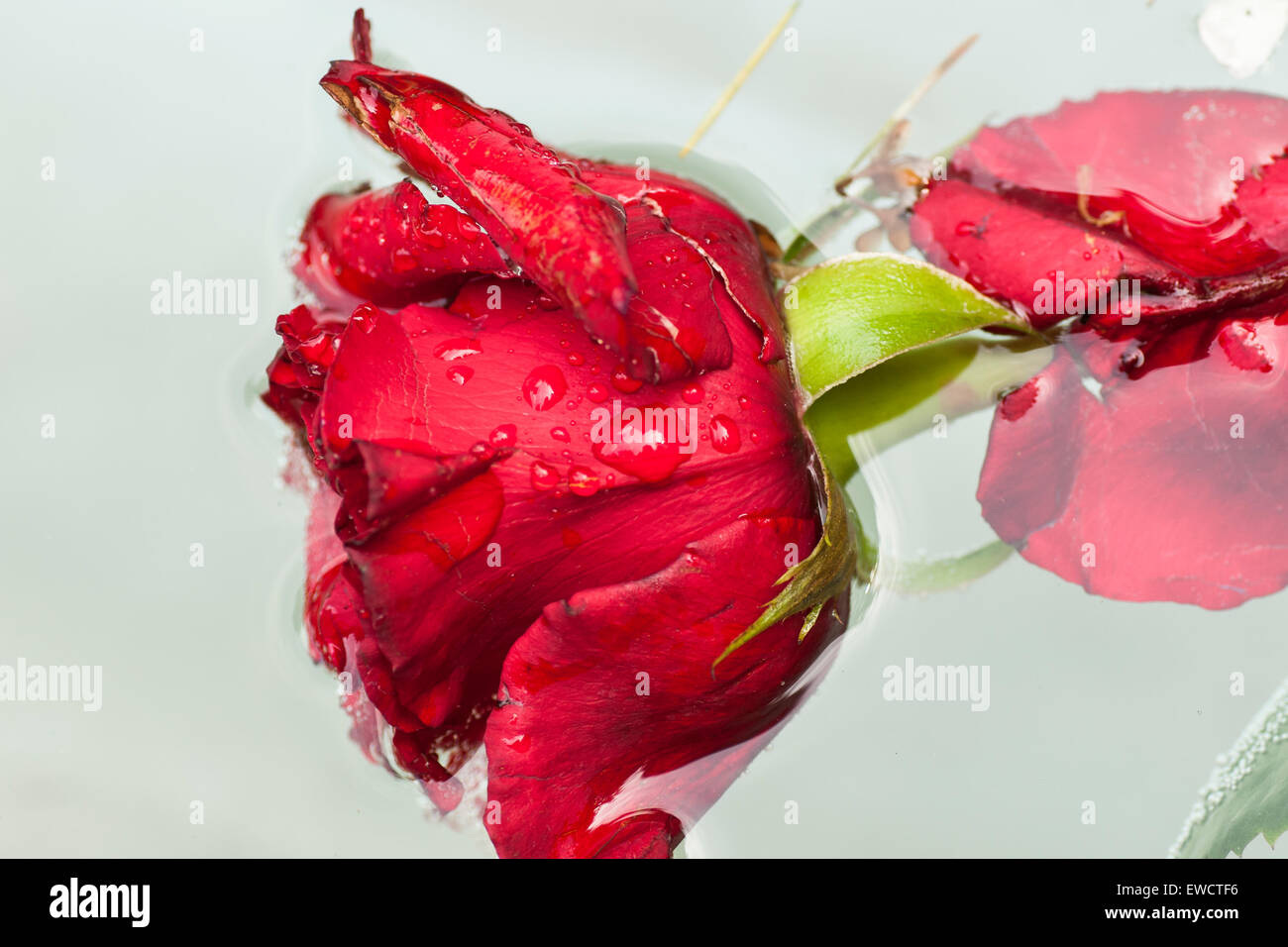 red rose dipped in water Stock Photo - Alamy