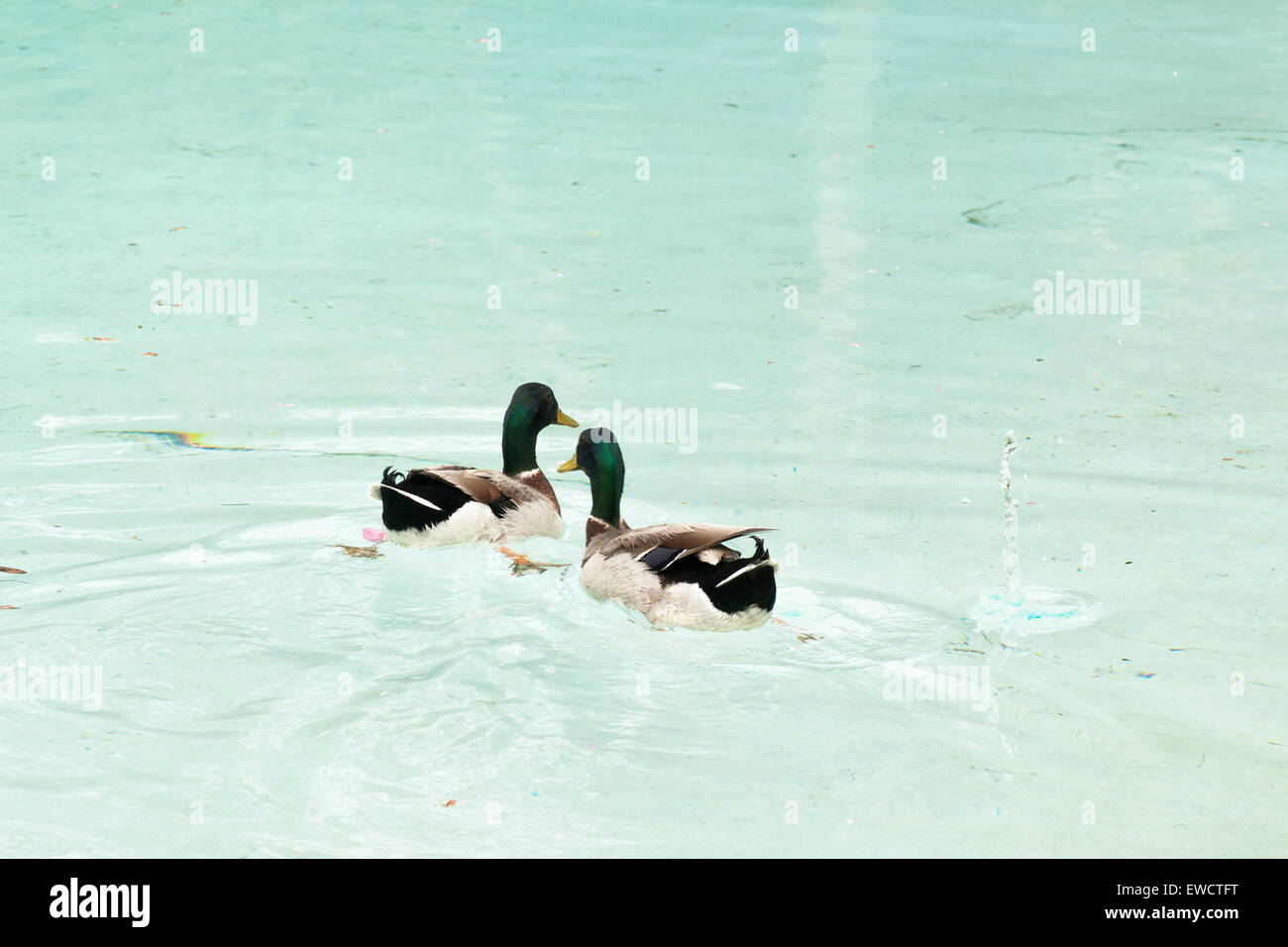 pair of mallards real bird Stock Photo - Alamy