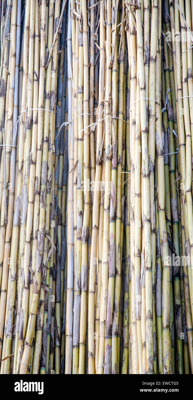 texture of yellow reeds dry as a barrier for architecture Stock Photo ...