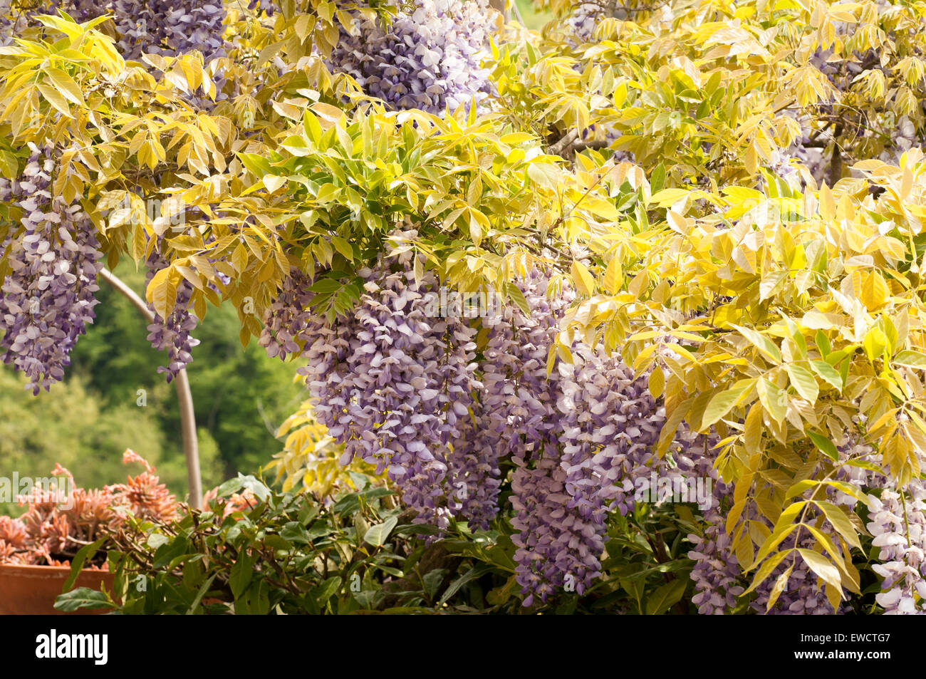 Evergreen wisteria hi-res stock photography and images - Alamy