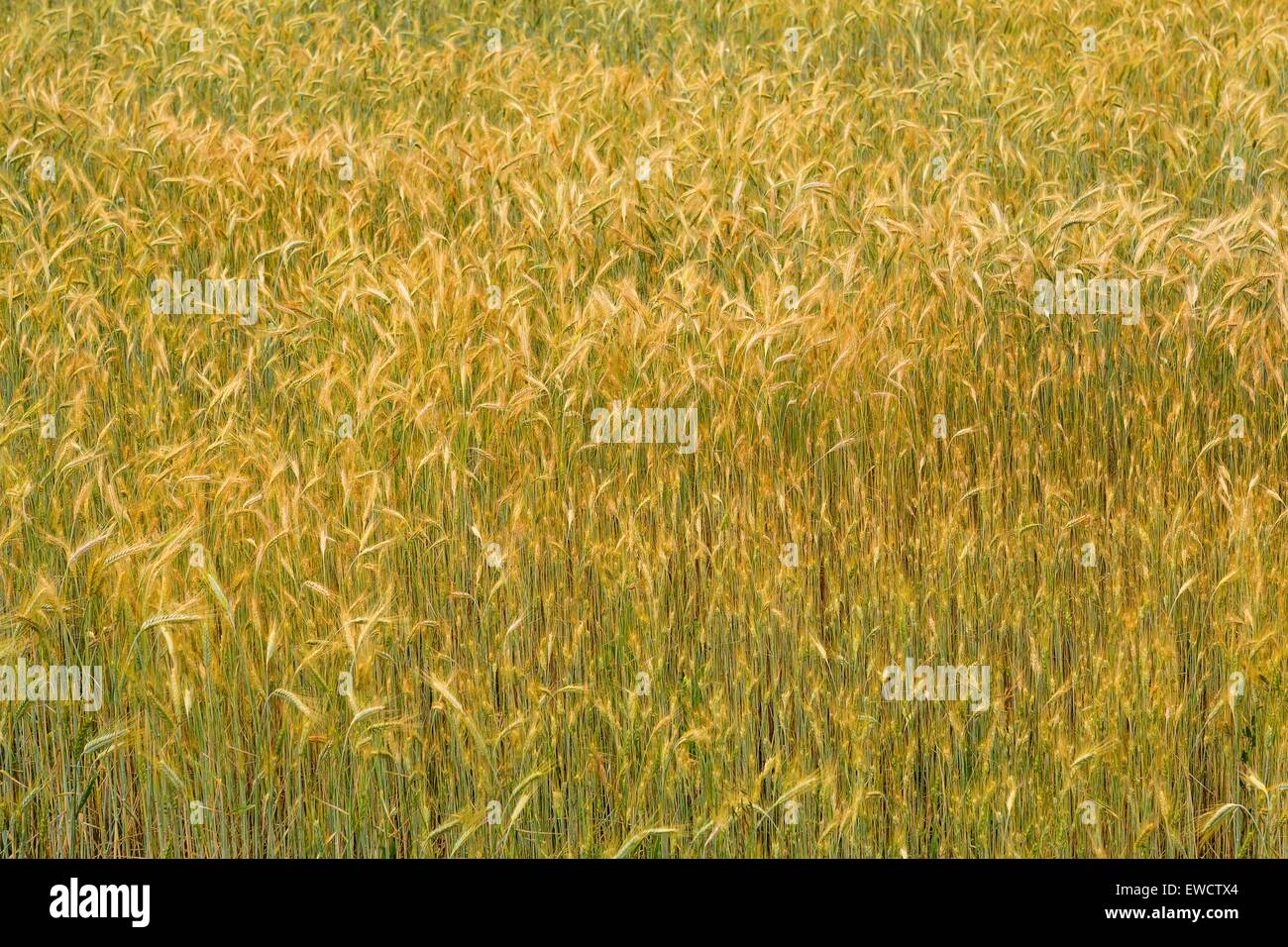 Rye field on the end of summer Stock Photo - Alamy