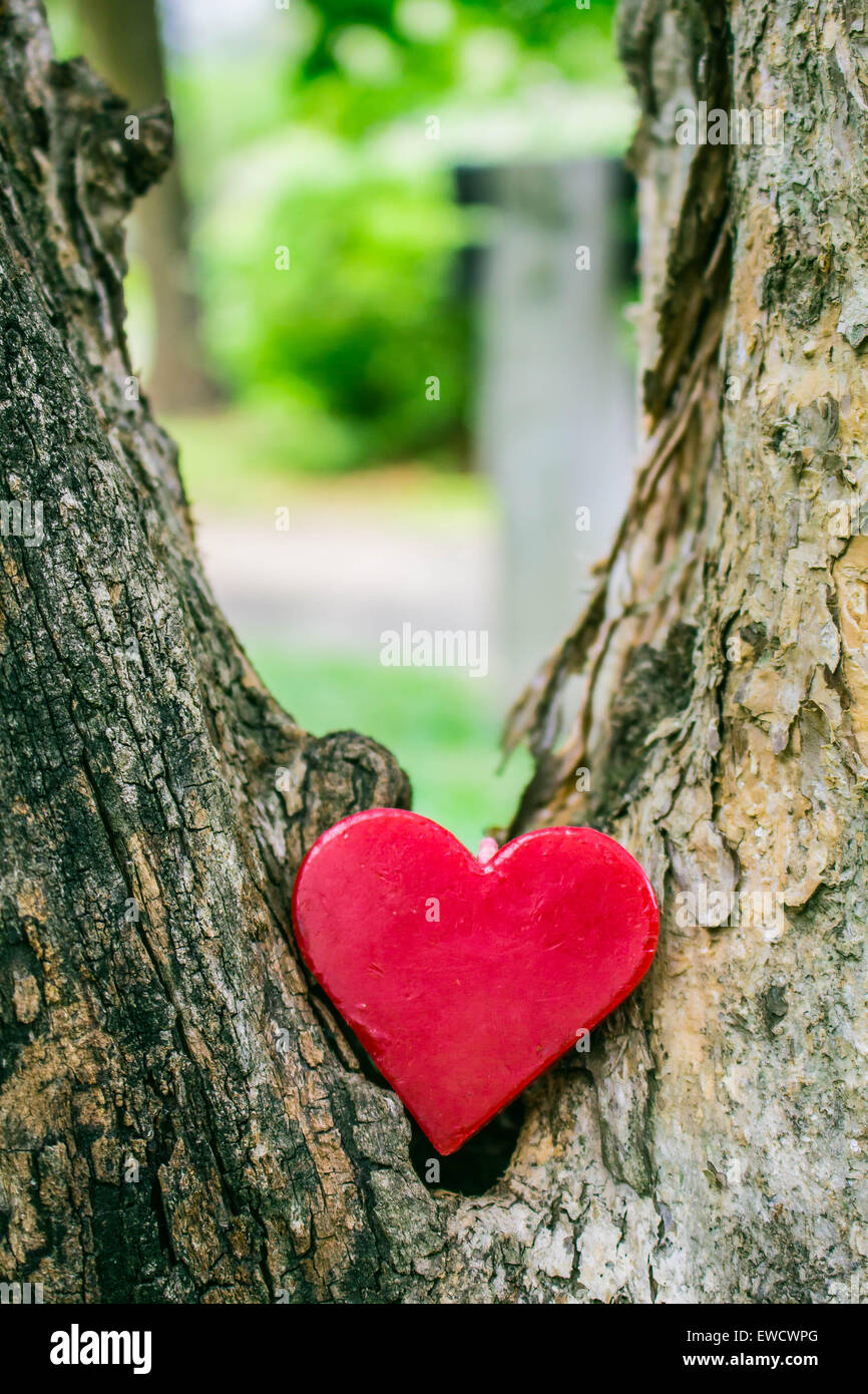 Lonely Heart of a tree gorges Stock Photo - Alamy