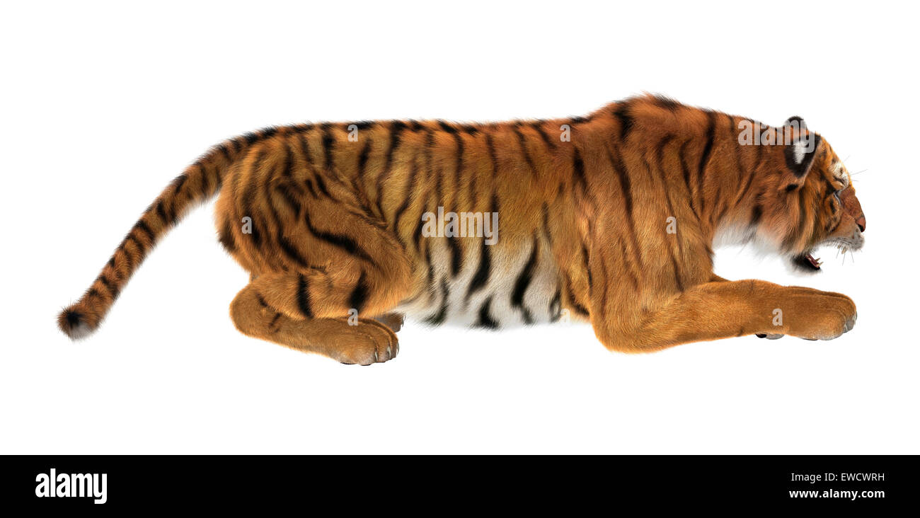 3D digital render of a tiger hunting isolated on white background Stock ...