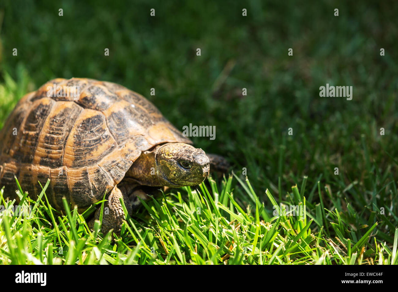 Soil turtle walking on the natural grass Stock Photo - Alamy