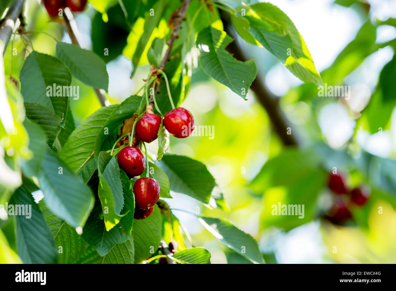 Delicious cherry hi-res stock photography and images - Alamy