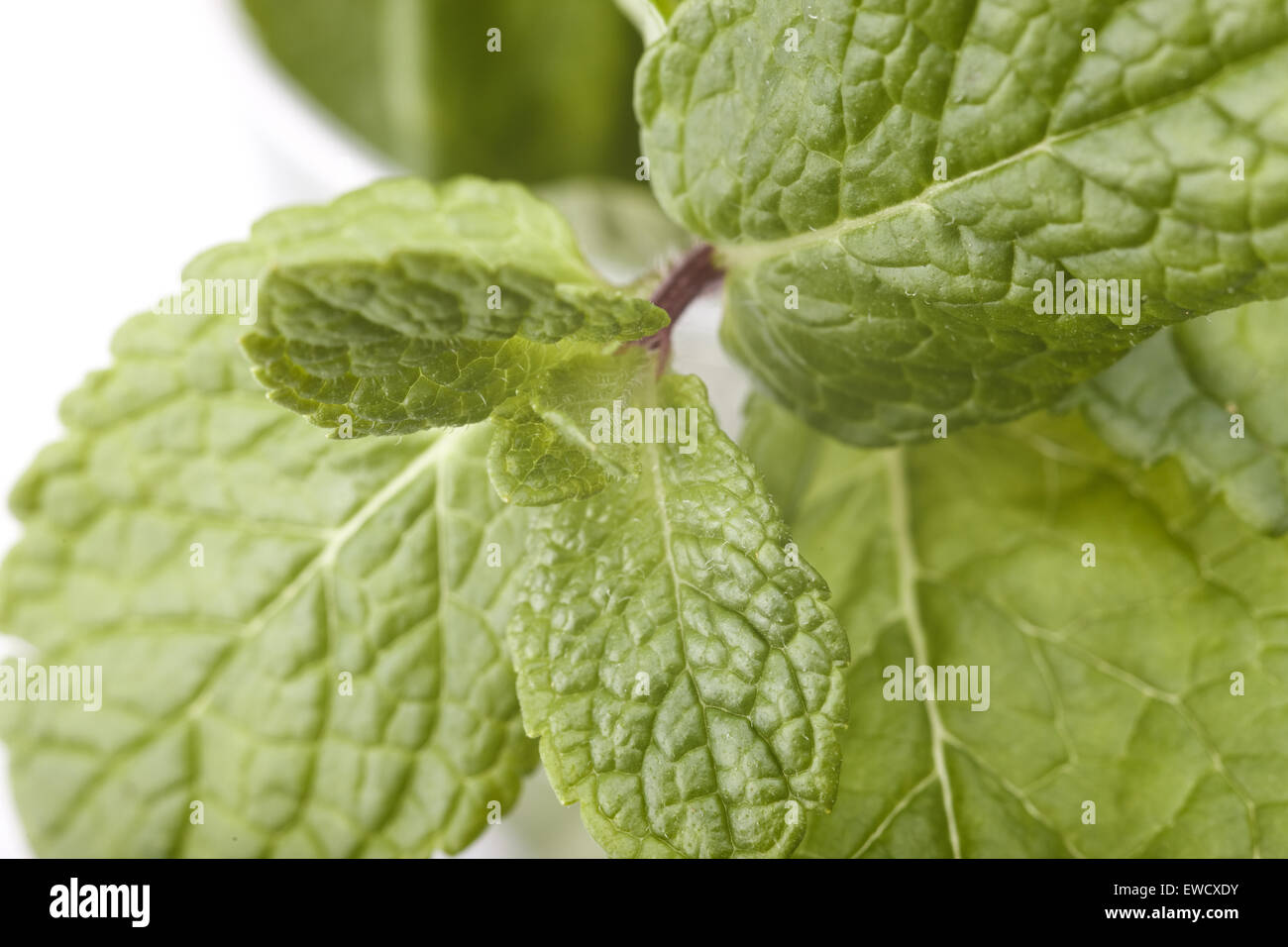 sprig of mint isolated on a white background Stock Photo - Alamy