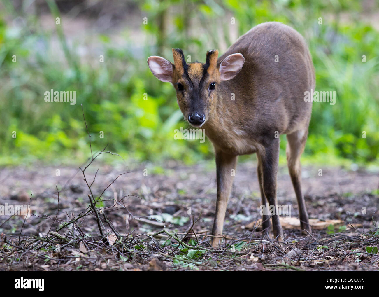 A young male deer in the woods Stock Photo - Alamy