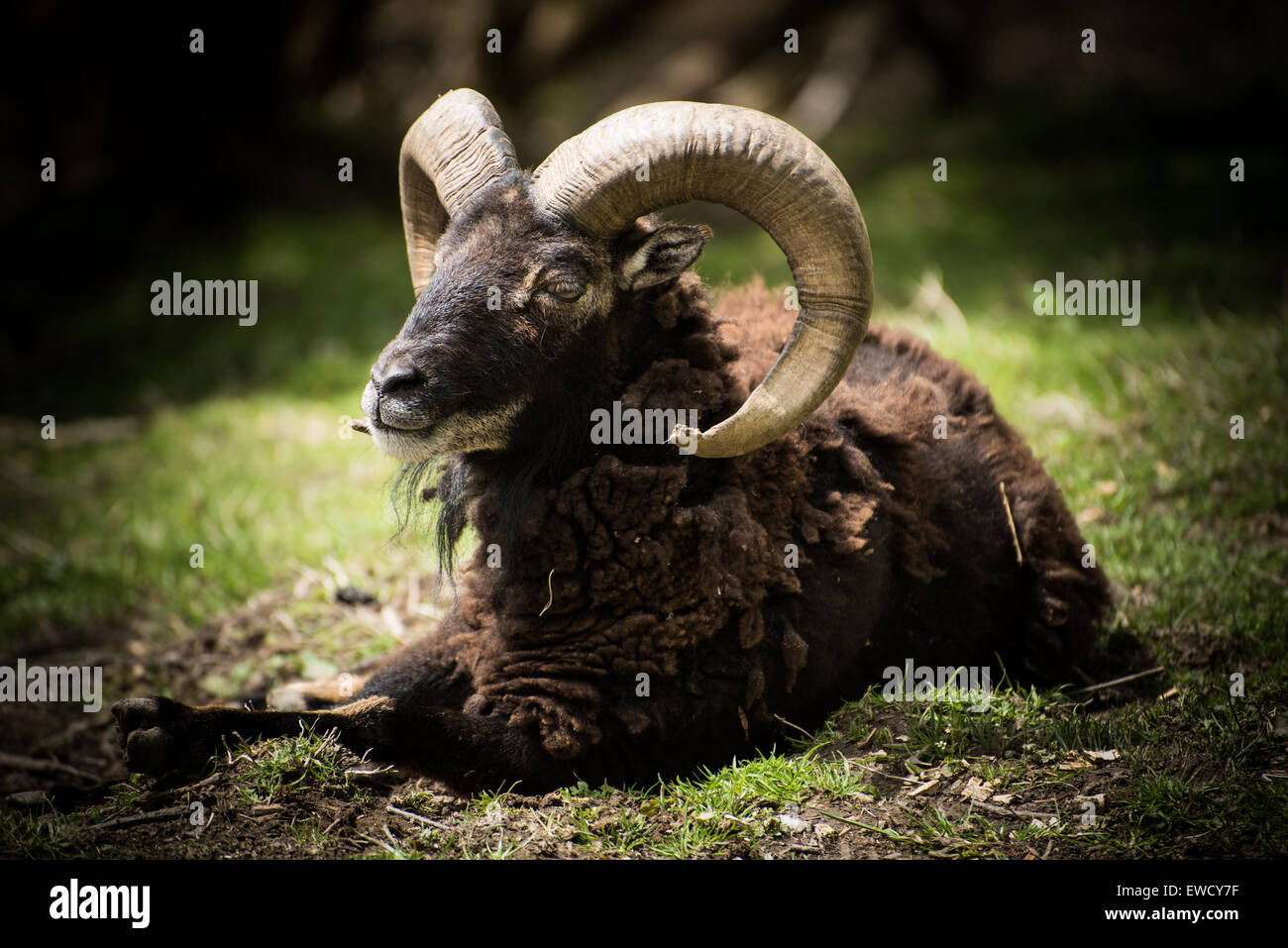 black bighorn sheep Stock Photo - Alamy