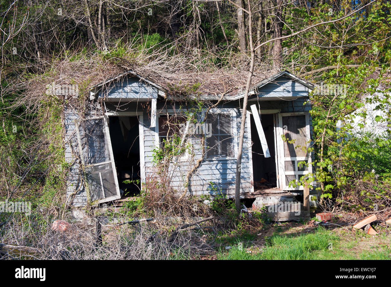 Old abandoned wooden cabins overgrown by vegetation in rural Virginia ...