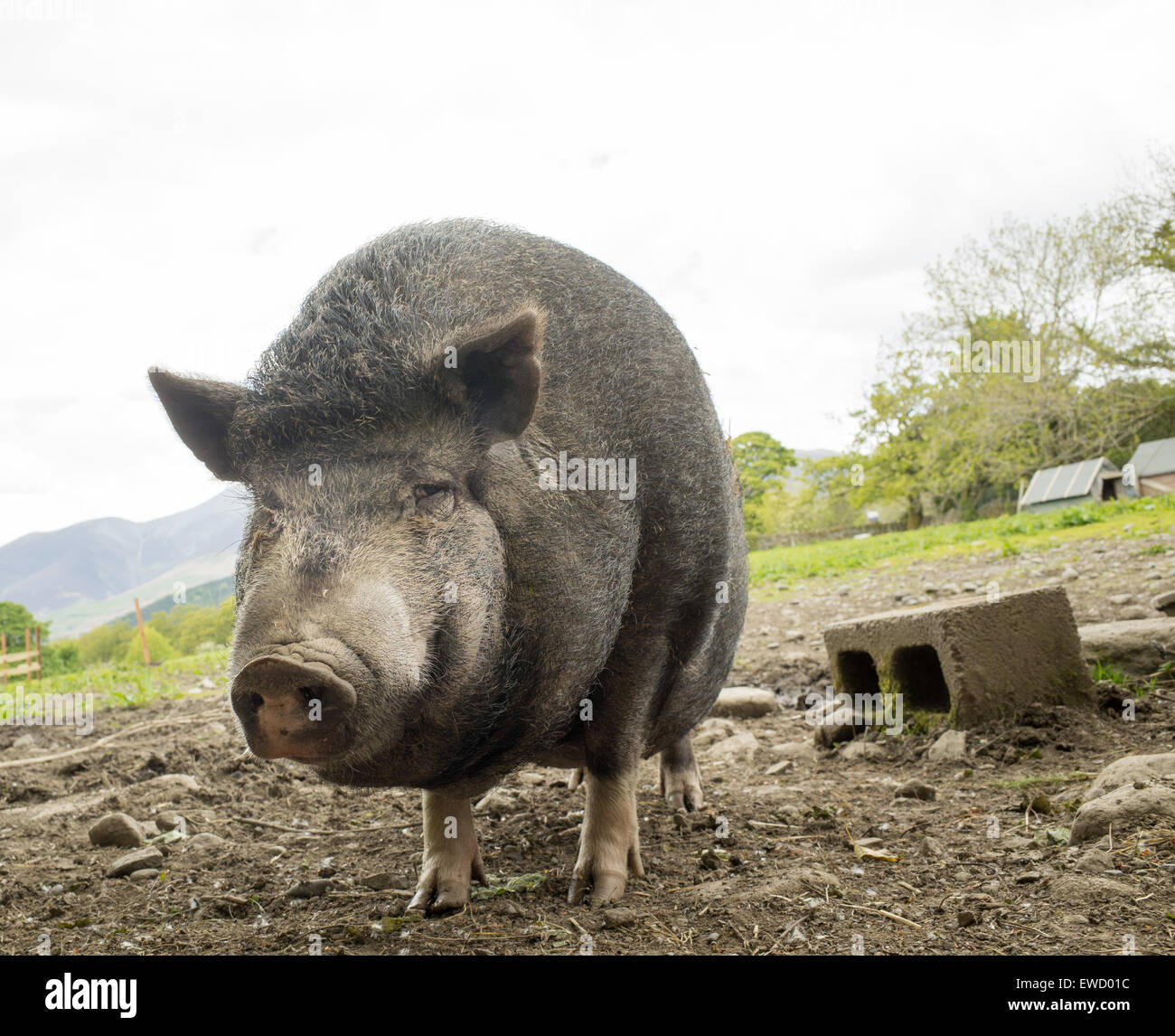 Fat pig hi-res stock photography and images - Alamy