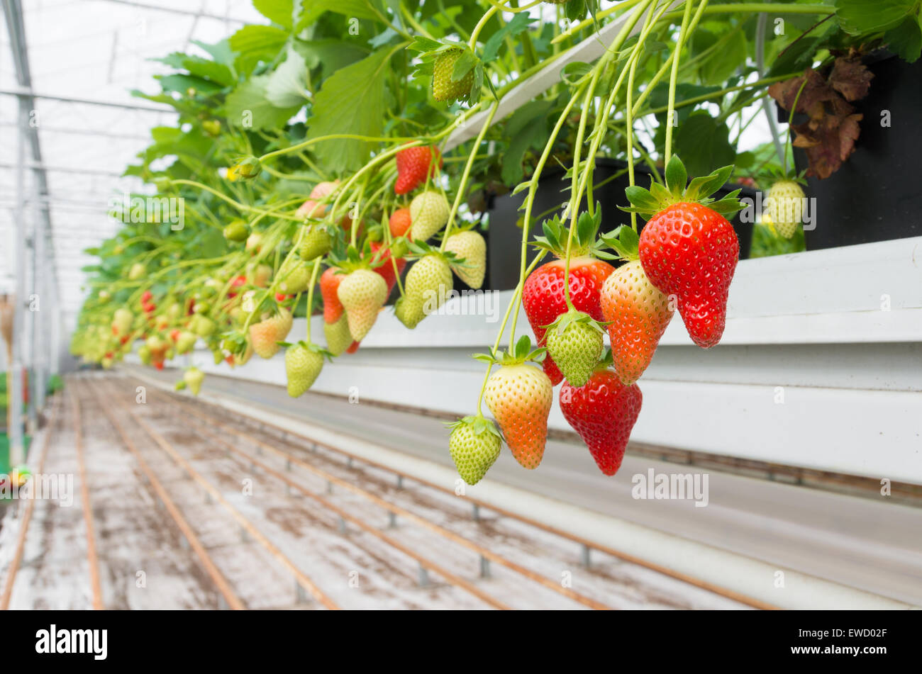 cultivation of strawberries in a commercial greenhouse Stock Photo - Alamy