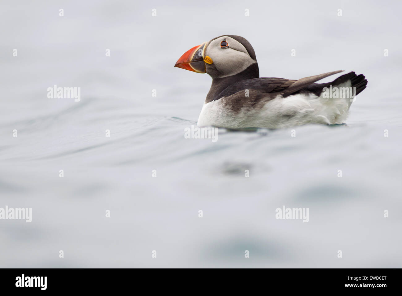 Puffin on sea Stock Photo - Alamy