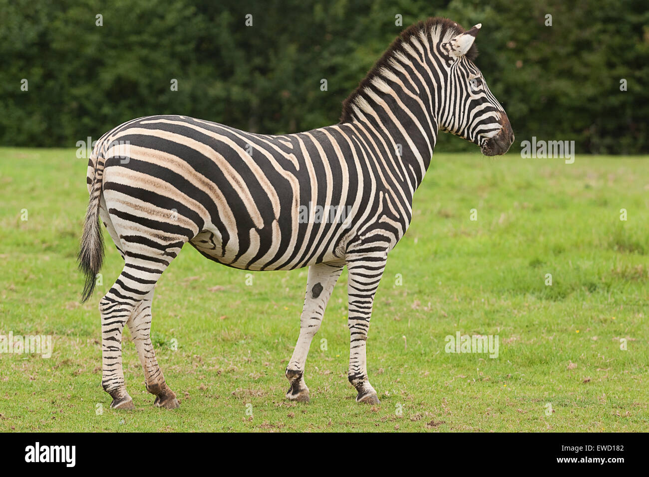 photo of an alert zebra Stock Photo - Alamy