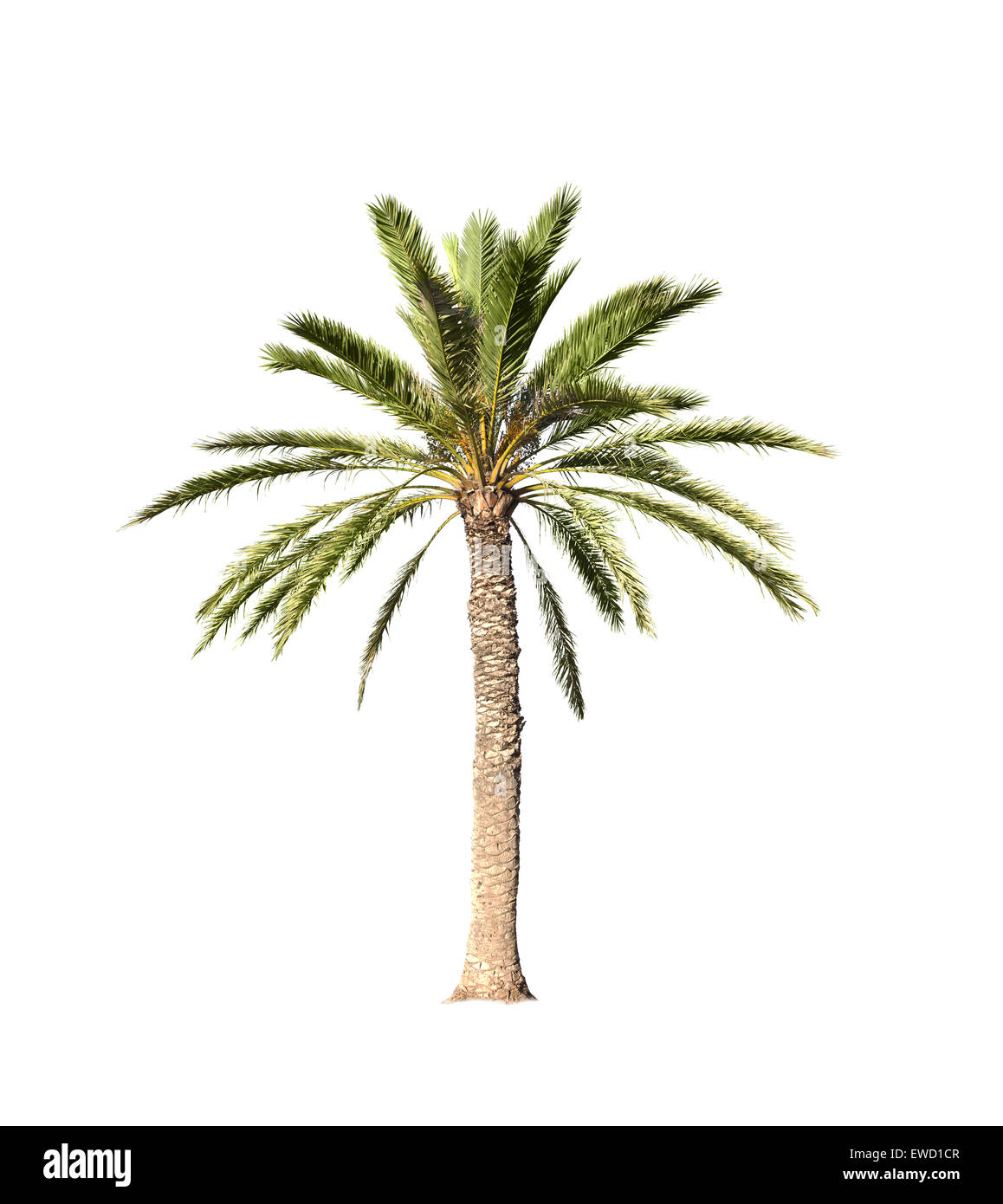 Big Palm Tree High Resolution Stock Photography and Images - Alamy