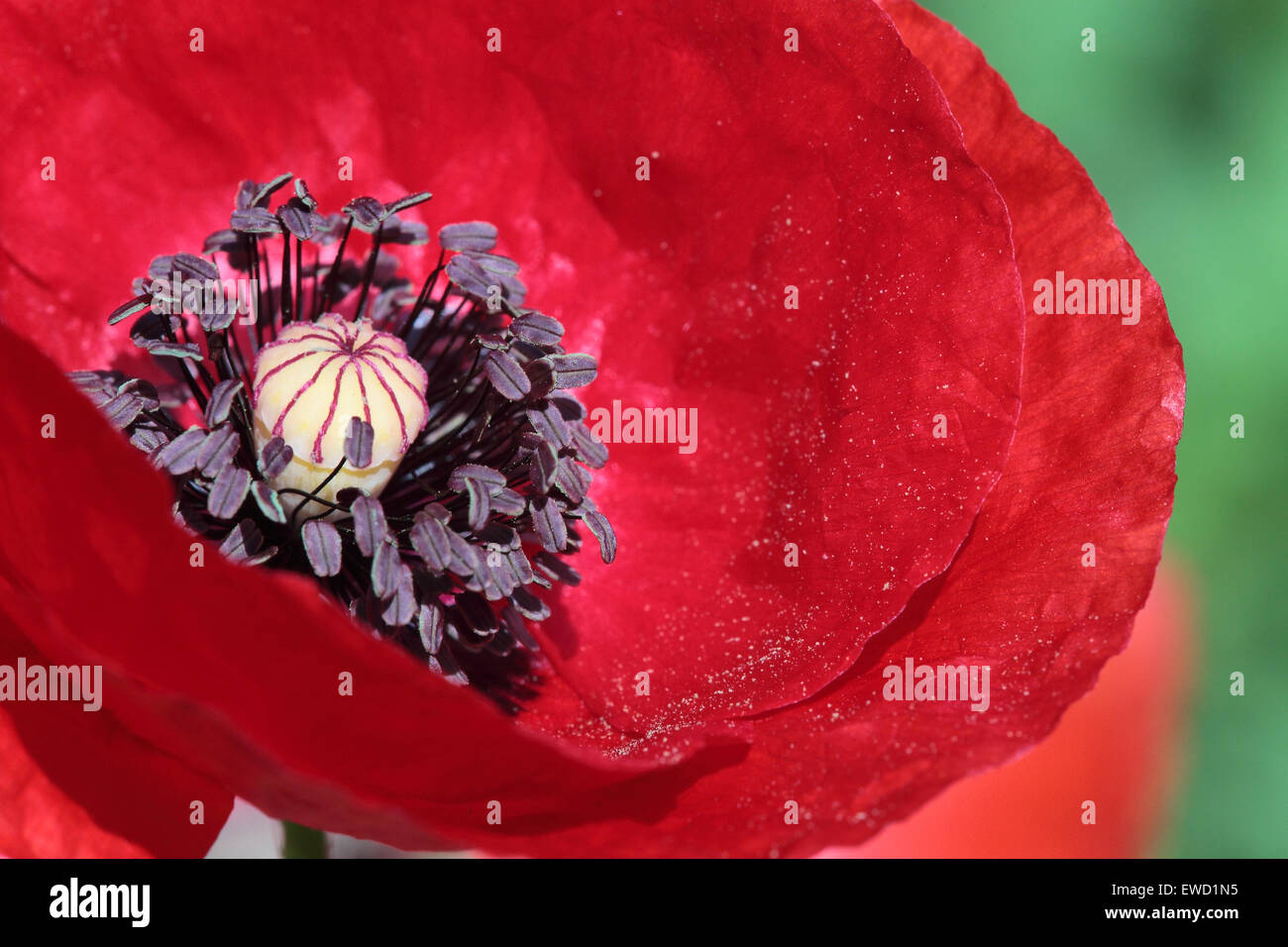 Poppy stamens close up hi-res stock photography and images - Alamy