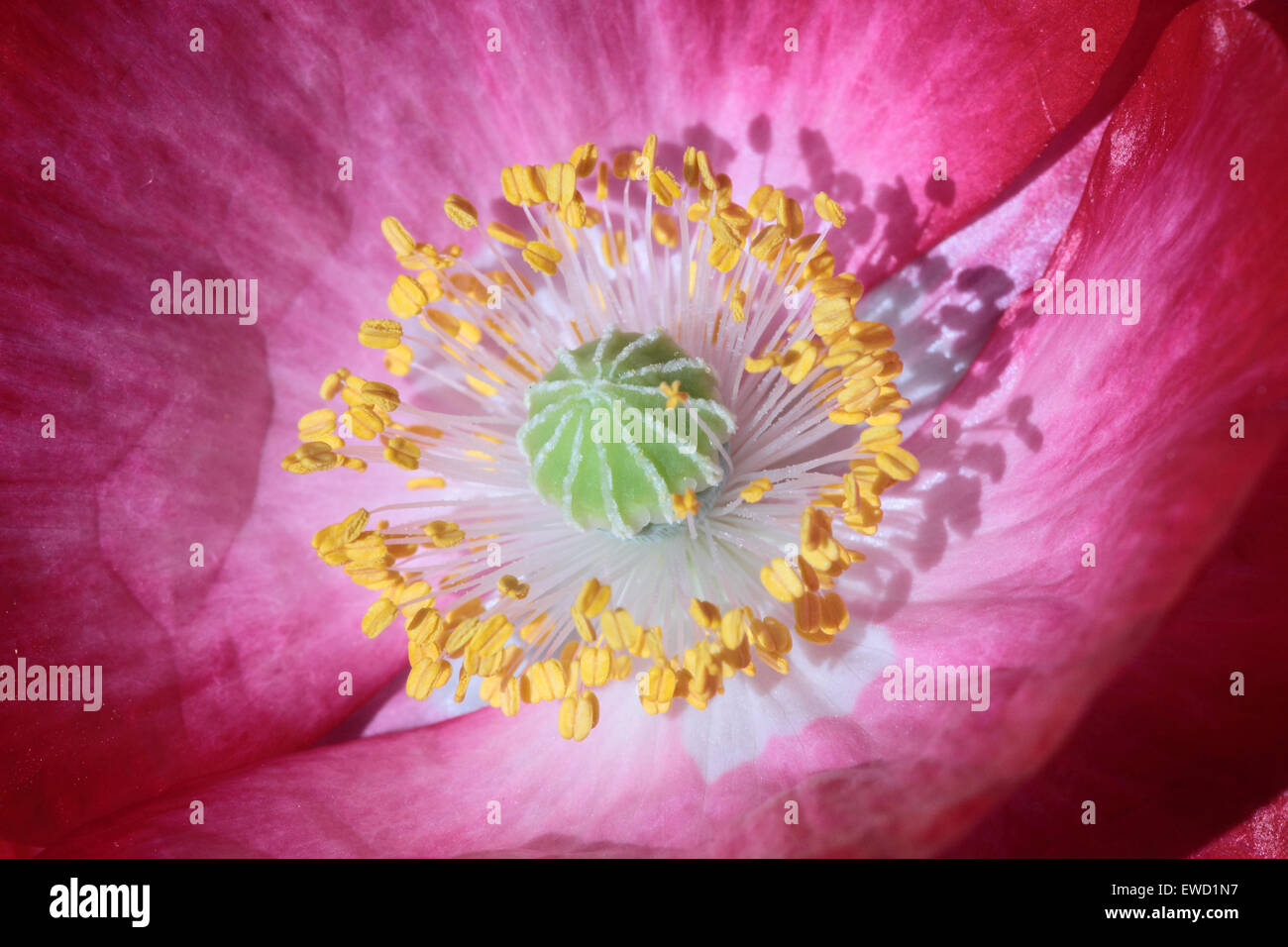 Close-up of poppy blossom, Santa Rosa, California Stock Photo - Alamy
