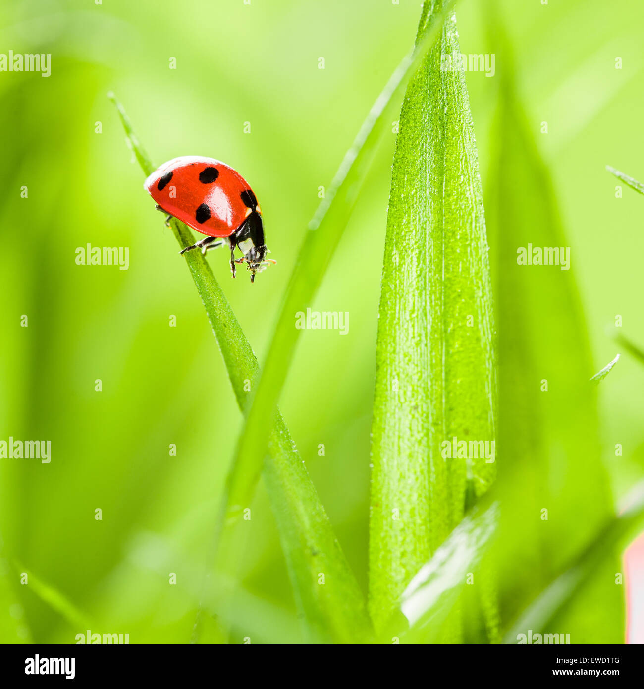 Ladybug running along on blade of green grass Stock Photo - Alamy