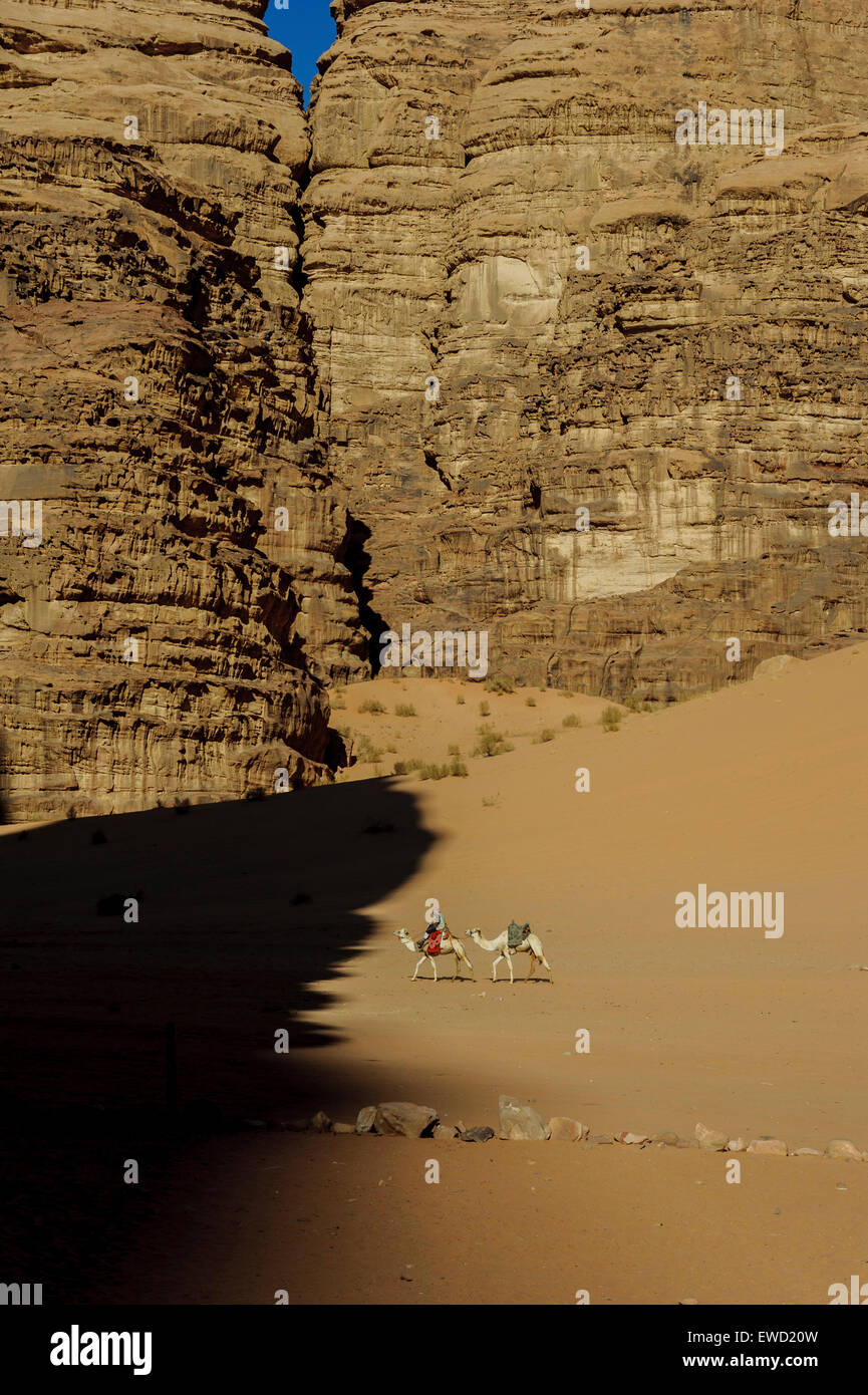 Riding camels wadi rum hi-res stock photography and images - Alamy