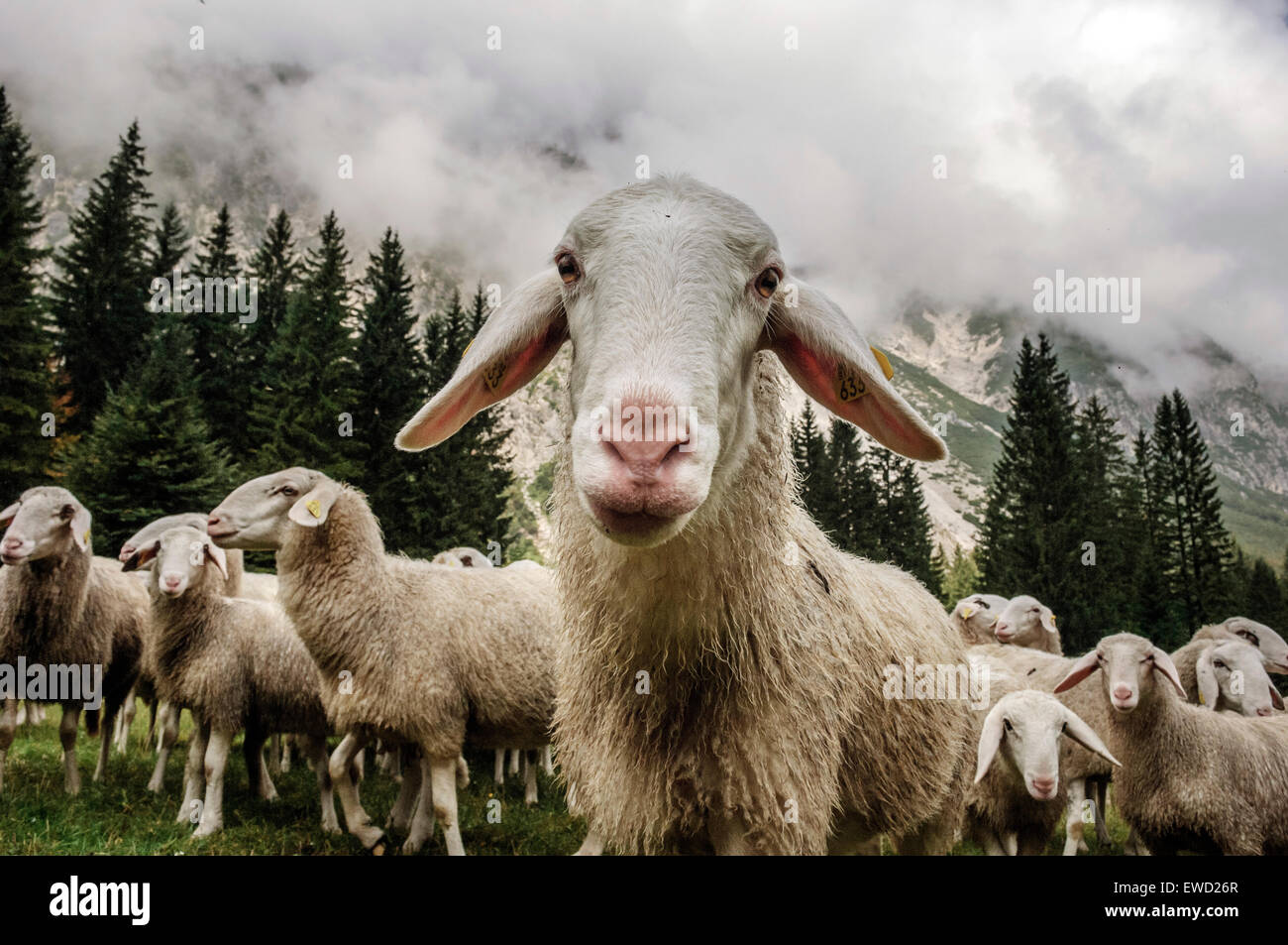 Alpine sheep hi-res stock photography and images - Alamy